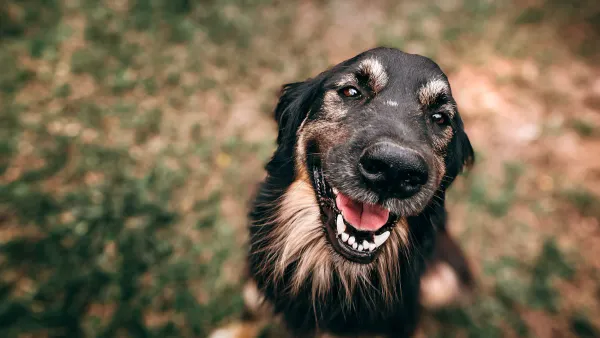 What Makes the PetSmart Loyalty Program a Must-Have for Pet Owners