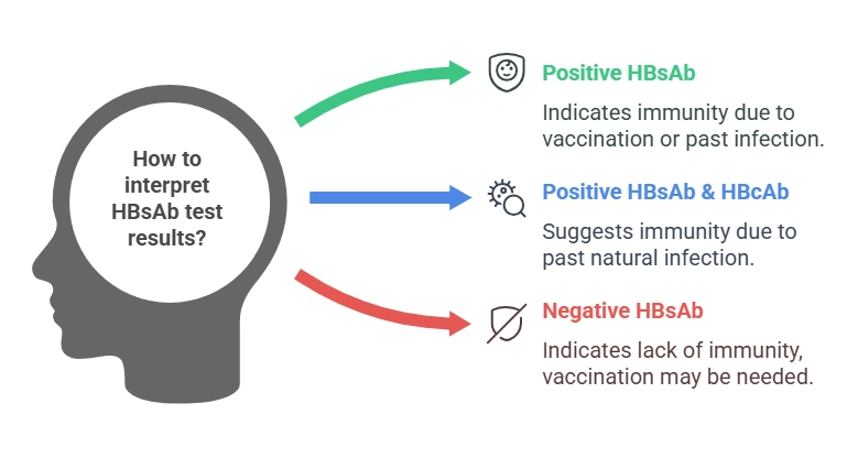 How does HBsAb indicate immunity to HBV?